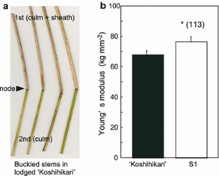 New target for rice lodging resistance and its effect in a typhoon ...