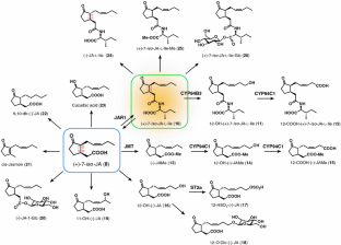 Chemical and genetic exploration of jasmonate biosynthesis and ...