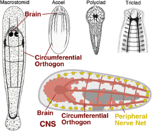 The urbilaterian brain revisited: novel insights into old questions ...