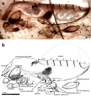A fossil trigonotarbid arachnid with a ricinuleid-like pedipalpal claw ...
