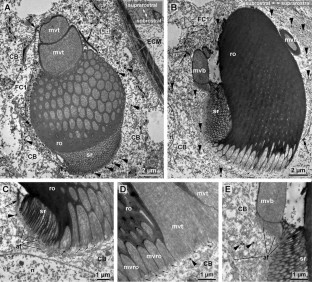 Phylogenetic significance of chaetal arrangement and chaetogenesis in ...