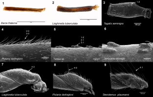 Comparative morphology of the raptorial leg in thread-legged bugs of ...