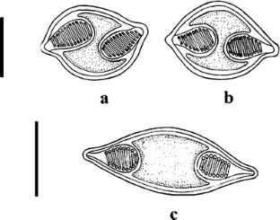 Two new Myxidium species (Myxosporea: Myxidiidae) infecting the ...