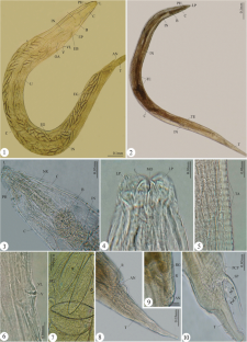 Syphacia obvelata (Nematode, Oxyuridae) infecting laboratory mice Mus ...