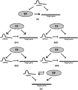 miRNA–transcription factor interactions: a combinatorial regulation of ...