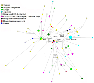 Genetic structure of the early Hungarian conquerors inferred from mtDNA ...