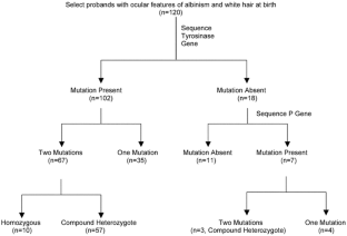 Tyrosinase gene mutations in oculocutaneous albinism 1 (OCA1 ...
