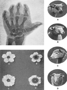 William Bateson, human genetics and medicine | SpringerLink