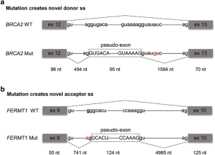 Deep intronic mutations and human disease | SpringerLink