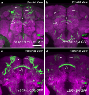 Morphological characterization of single fan-shaped body neurons in ...