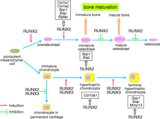 Regulation of bone development and extracellular matrix protein genes by RUNX2 | SpringerLink