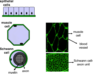 Laminins | SpringerLink