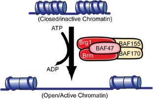 Roles of chromatin remodeling BAF complex in neural differentiation and ...