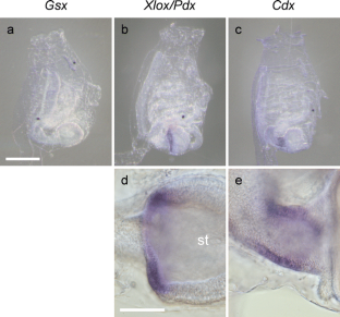 Ordered expression pattern of Hox and ParaHox genes along the ...