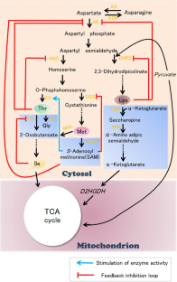 New insights into the metabolism of aspartate-family amino acids in ...