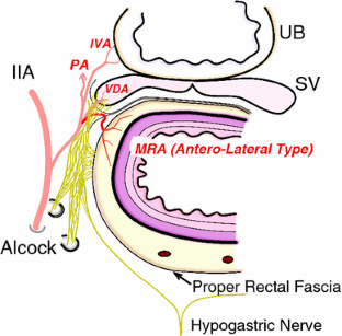 Anatomy of the middle rectal artery: a review of the historical ...