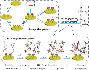 Rolling circle amplification based amperometric aptamer/immuno hybrid ...