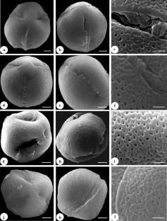 Pollen morphology of Callicarpa L. (Lamiaceae) from China and its ...