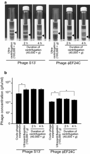 Virus purification by CsCl density gradient using general ...