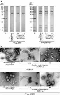 Virus purification by CsCl density gradient using general ...