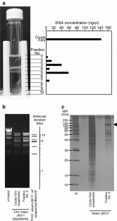 Virus purification by CsCl density gradient using general ...