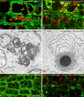 Oryzalin bodies: in addition to its anti-microtubule properties, the ...