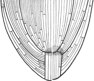Origin of the concept of the quiescent centre of plant roots | SpringerLink