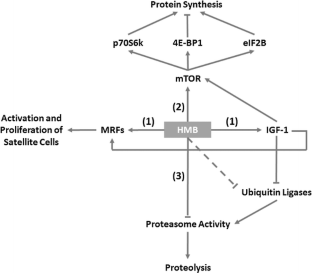 HMB supplementation: clinical and athletic performance-related effects ...