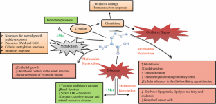 The role of methionine on metabolism, oxidative stress, and diseases | SpringerLink