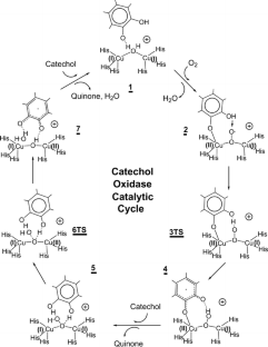 The catalytic cycle of catechol oxidase | SpringerLink
