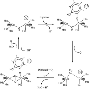 The catalytic cycle of catechol oxidase | SpringerLink