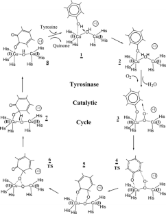 The catalytic cycle of catechol oxidase | SpringerLink