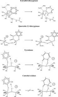The catalytic cycle of catechol oxidase | SpringerLink