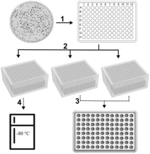 Development of an improved Amplex Red peroxidation activity assay for ...