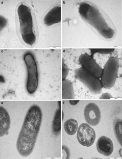 Metabolic activity of Siberian permafrost isolates, Psychrobacter ...