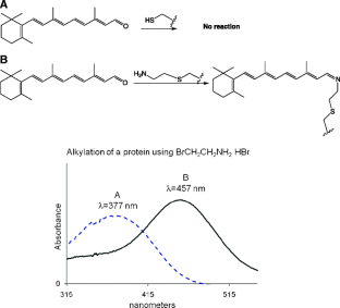 Selectivity of labeled bromoethylamine for protein alkylation ...