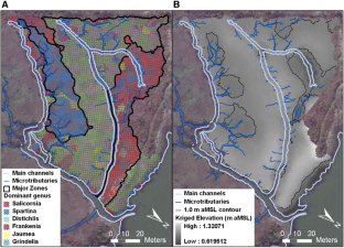 Relationship of Salt Marsh Vegetation Zonation to Spatial Patterns in ...