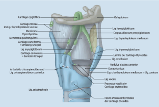 Atemwegsanatomie | SpringerLink