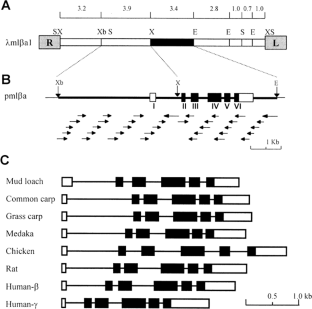Genomic Cloning of Mud Loach Misgurnus mizolepis (Cypriniformes ...