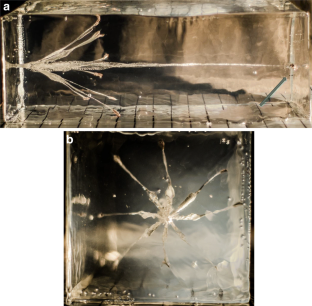 Radically Invasive Projectiles—first reports and imaging features of ...