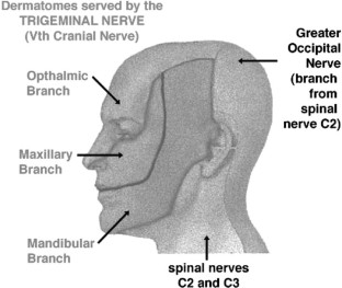 Segmental Neurofibromatosis Follows Blaschko’s Lines or Dermatomes ...