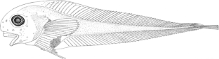 Paraliparis adustus and Paraliparis bullacephalus : two new snailfish ...