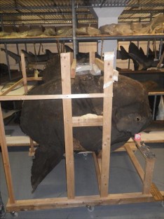 Redescription of the bump-head sunfish Mola alexandrini (Ranzani 1839 ...