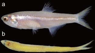 Taxonomic status of seven nominal species of the anchovy genus ...