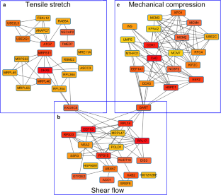 Mechanomics analysis of hESCs under combined mechanical shear, stretch, and compression ...