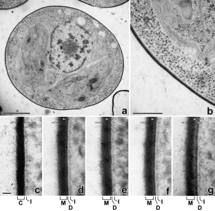 Regeneration and maturation of daughter cell walls in the autospore ...