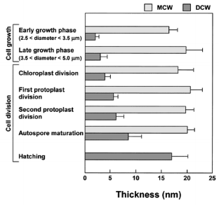 Regeneration and maturation of daughter cell walls in the autospore ...