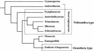 Development and structure of the female gametophyte in Austrobaileya ...