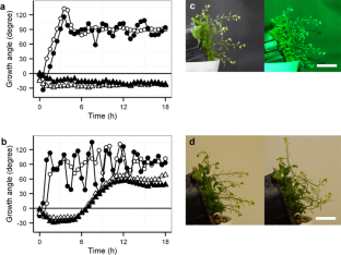 Light-dependent gravitropism and negative phototropism of inflorescence ...