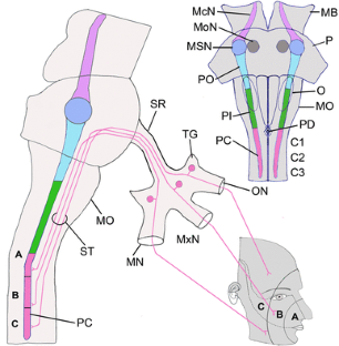 The lingual nerve: overview and new insights into anatomical ...